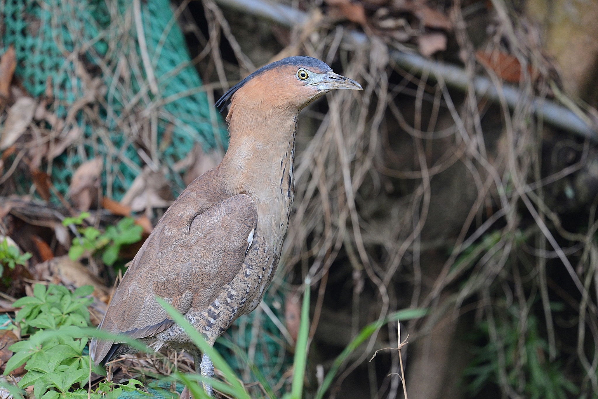 TaiwanBirdGuide – The Best Local Bird Guide in Taiwan