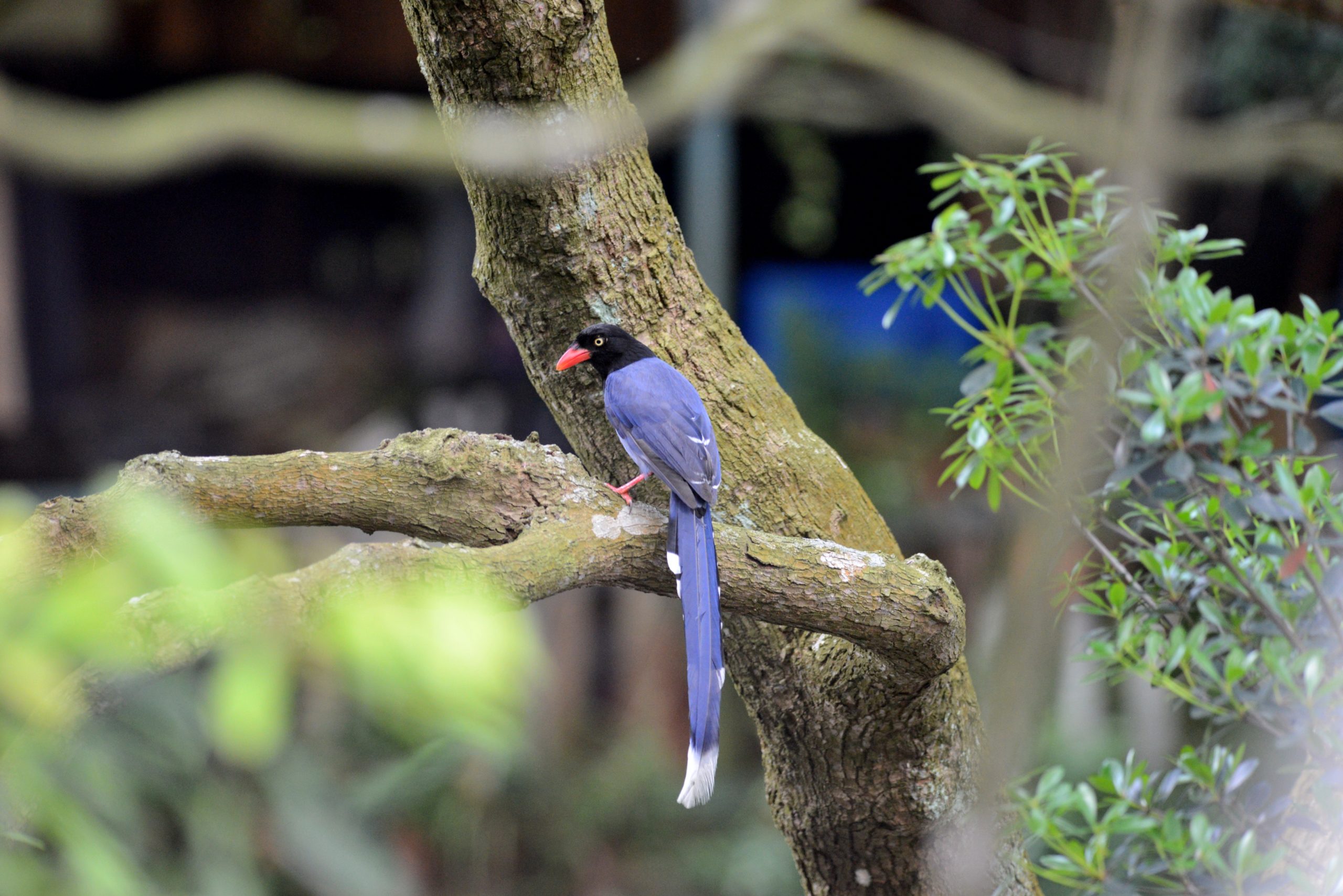 TaiwanBirdGuide – The Best Local Bird Guide in Taiwan