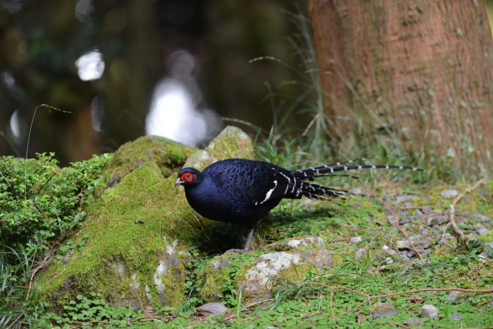 TaiwanBirdGuide – The Best Local Bird Guide in Taiwan