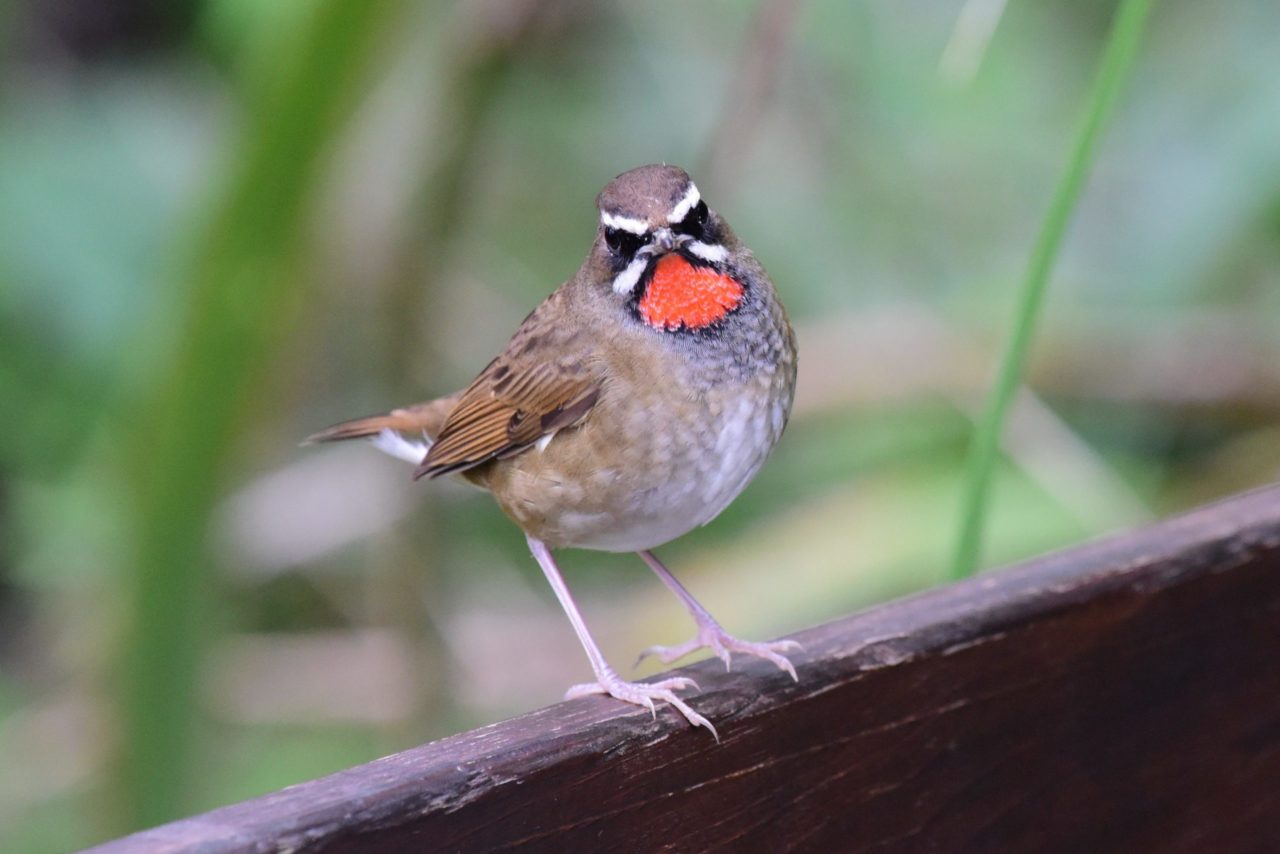 TaiwanBirdGuide – The Best Local Bird Guide in Taiwan